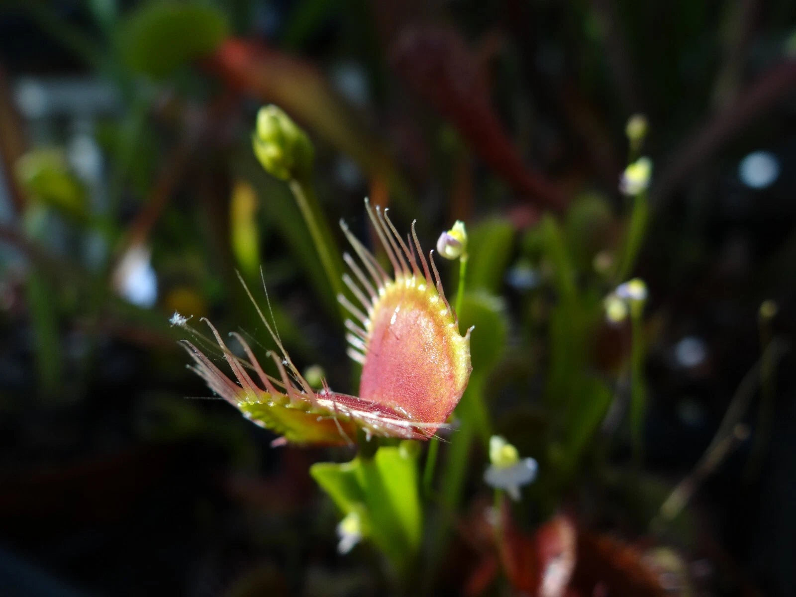 Venus Flytrap Potted Plant - Adult Dionaea muscipula - Carnivorous ...