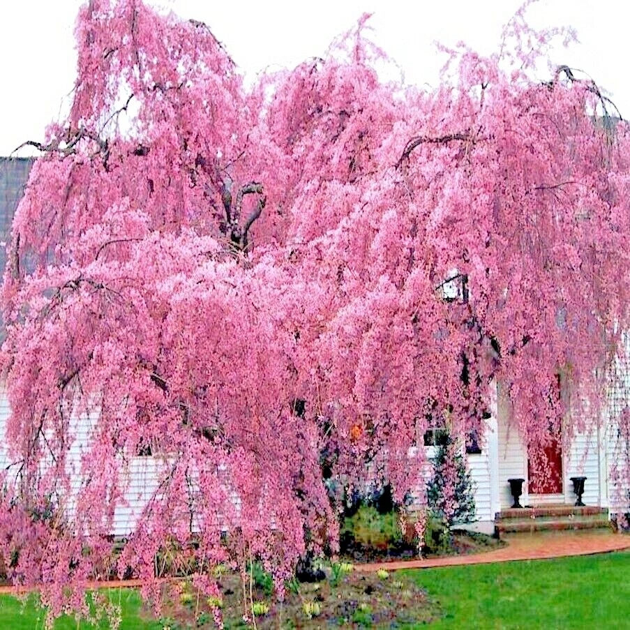 Weeping Sakura Cherry Blossom Tree Seeds - Fast Hardy Variety (Prunus ...