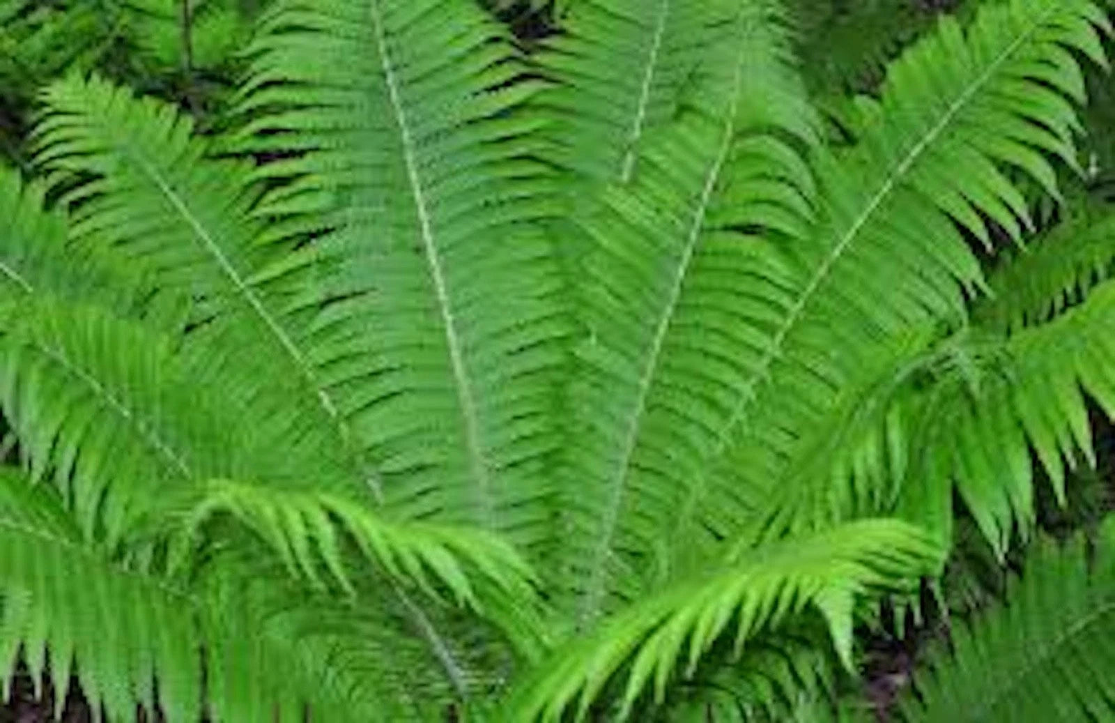 Ostrich Fern Bare Root - 3 Fiddlehead Plants - Matteuccia ...