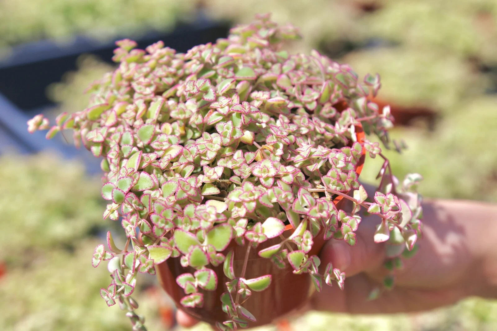 Sedum Little Missy Petite Bicolor Live Succulent Ground Cover Plant in ...
