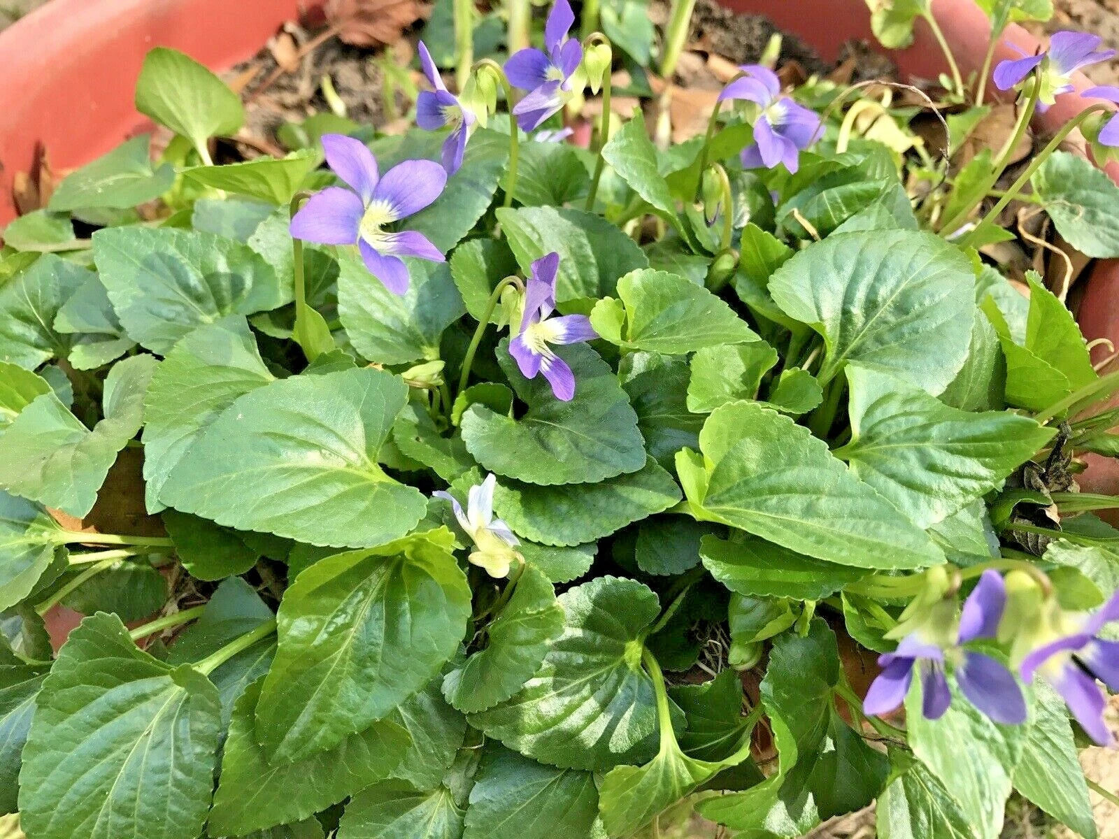 Purple Wild Violets Flower Bulbs - 100 Perennial Bare Root Plants ...
