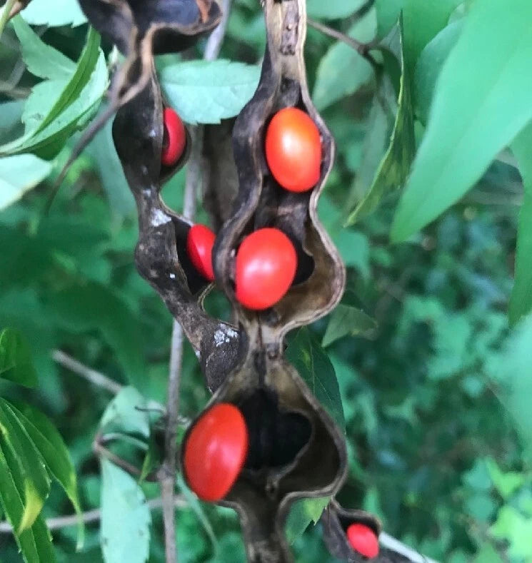 Erythrina Coral Cherokee Beans Seeds - 5 Pack - Florida Hummingbird Wi ...