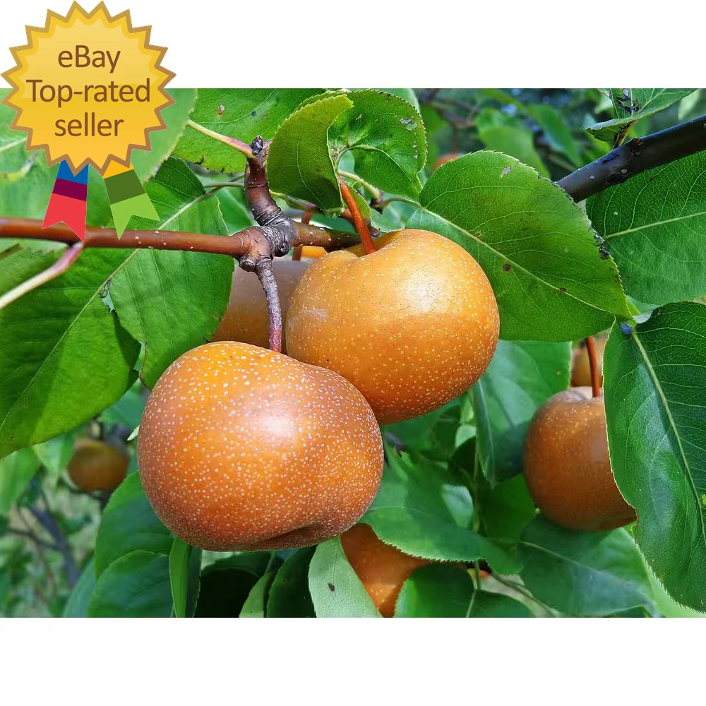 Dwarf Chojuro Asian Pear Tree Bare Root - Pyrus pyrifolia, Fruit Tree ...