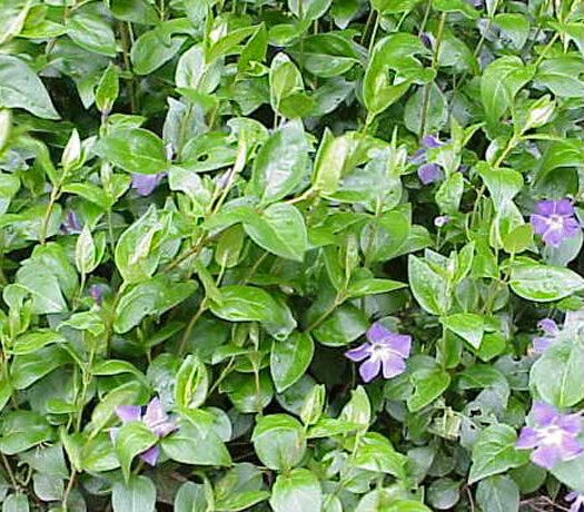 Vinca Major Ground Cover Plants - 45 Pack in 3.5 Inch Pots - Periwinkle ...
