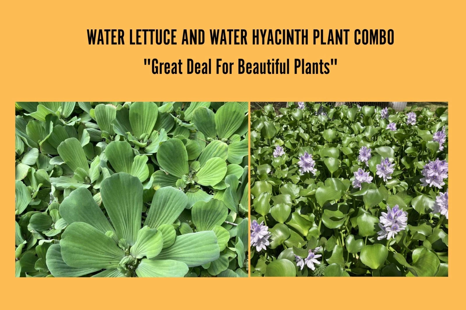 Water Hyacinth & Water Lettuce Floating Pond Plants - Medium - Healthy ...