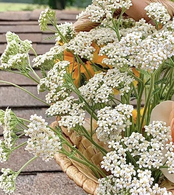 White Yarrow Perennial Bare Root Plant - Achillea Millefolium Live Gar ...