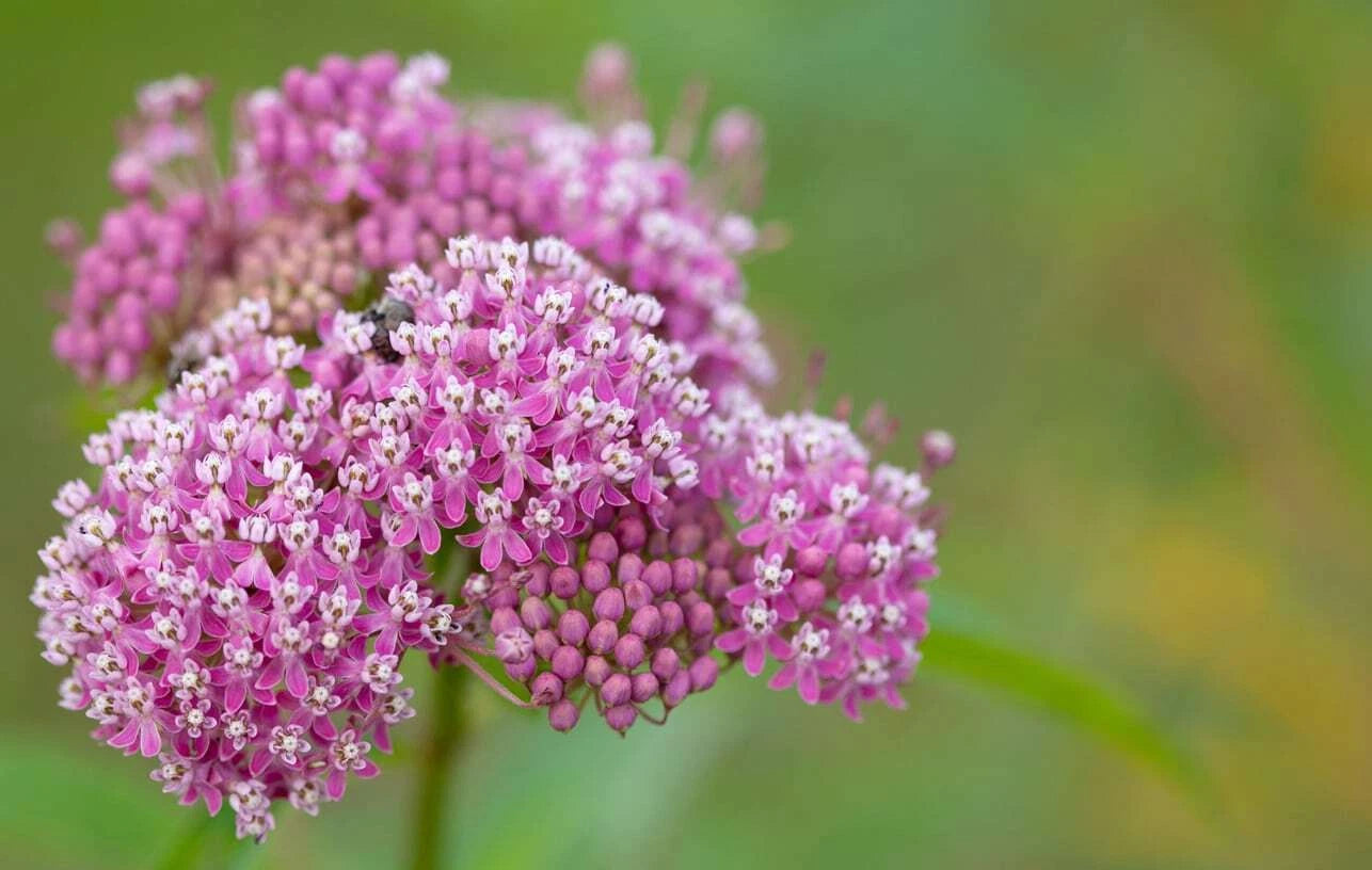 Swamp Milkweed Seeds, 25 Count, Rose Milkweed, Asclepias Incarnata, Ea ...
