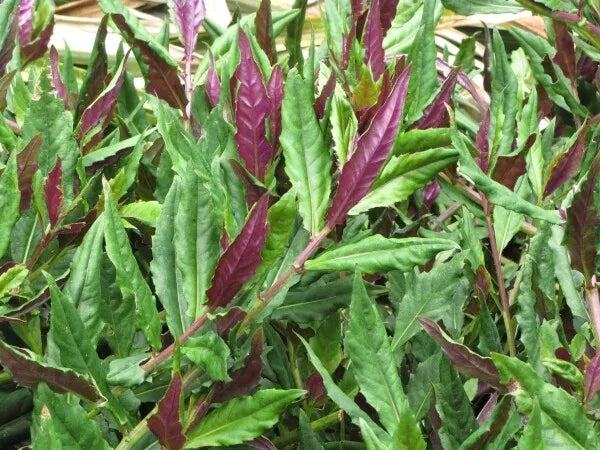 Okinawa Spinach Starter Plant - Gynura Crepioides - Green & Purple Fol ...