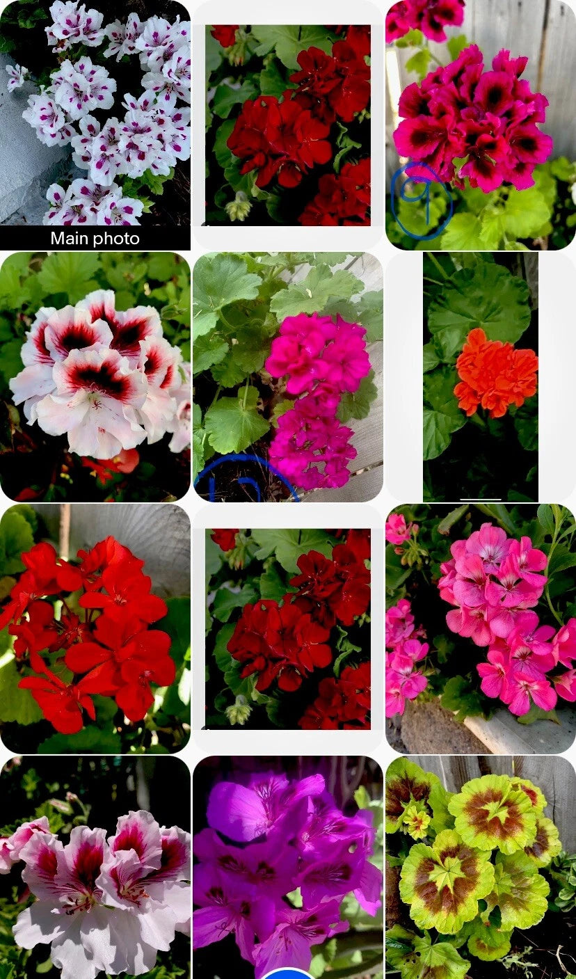 Geranium Cuttings Set of 3, 6 Inches Long, Choose Your Variety, Pelarg ...