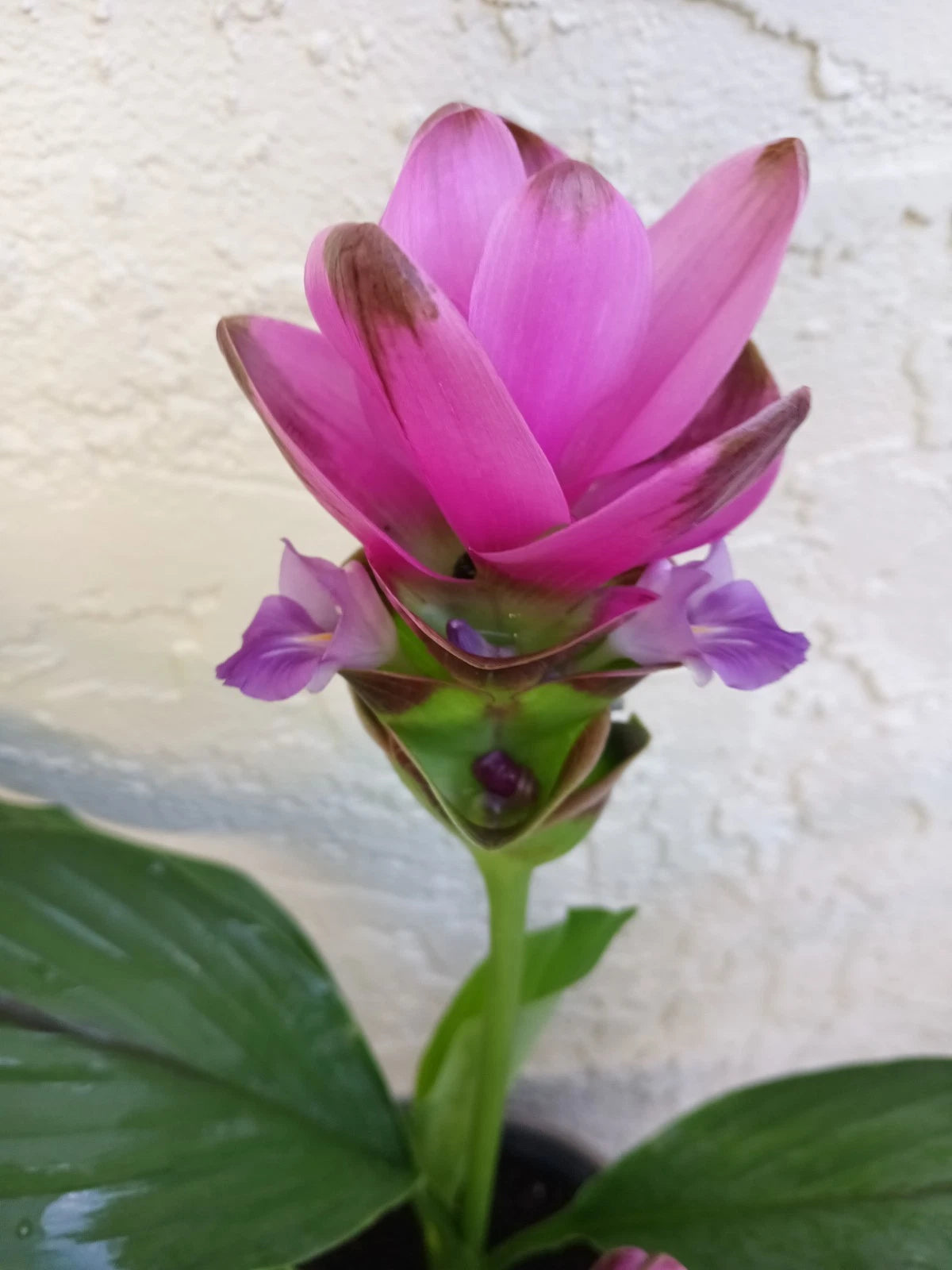 PINK Siam Tulip Plant Babies 2x - Curcuma Alismatifolia - Ginger ...