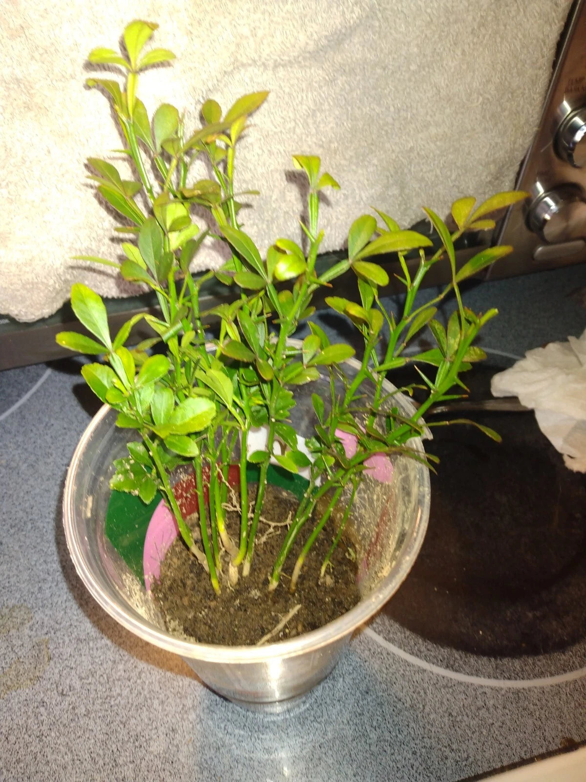 Rare Flying Dragon Tree - Trifoliate Orange - 12" Healthy Plant ...
