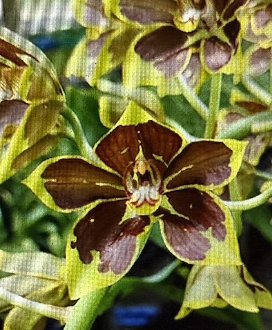Small Rooted Orchid Plant Bulb - Bare Root Variety, Perfect for ...