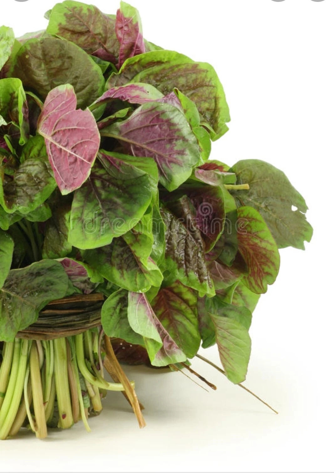 Red Amaranth Seeds - 200+ Count, Red Stripe Leaf, Chinese Spinach, Yin ...