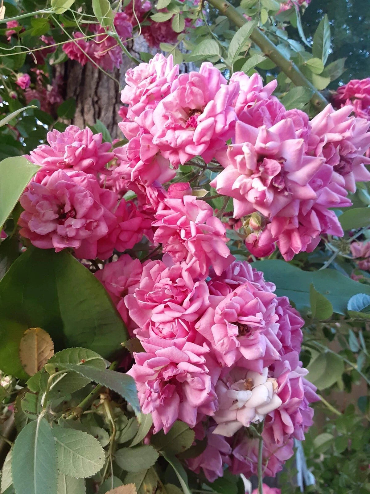 French Climbing Rose Cuttings (4) - 6-8" Length, Elegant Victorian Dec ...