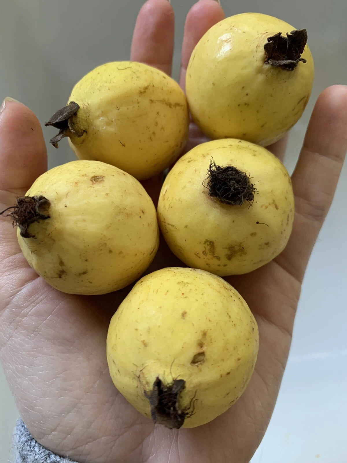 50 Organic Mexican Guava Seeds - Yellow Rare Fruit, Non-GMO, Sweet Tre ...