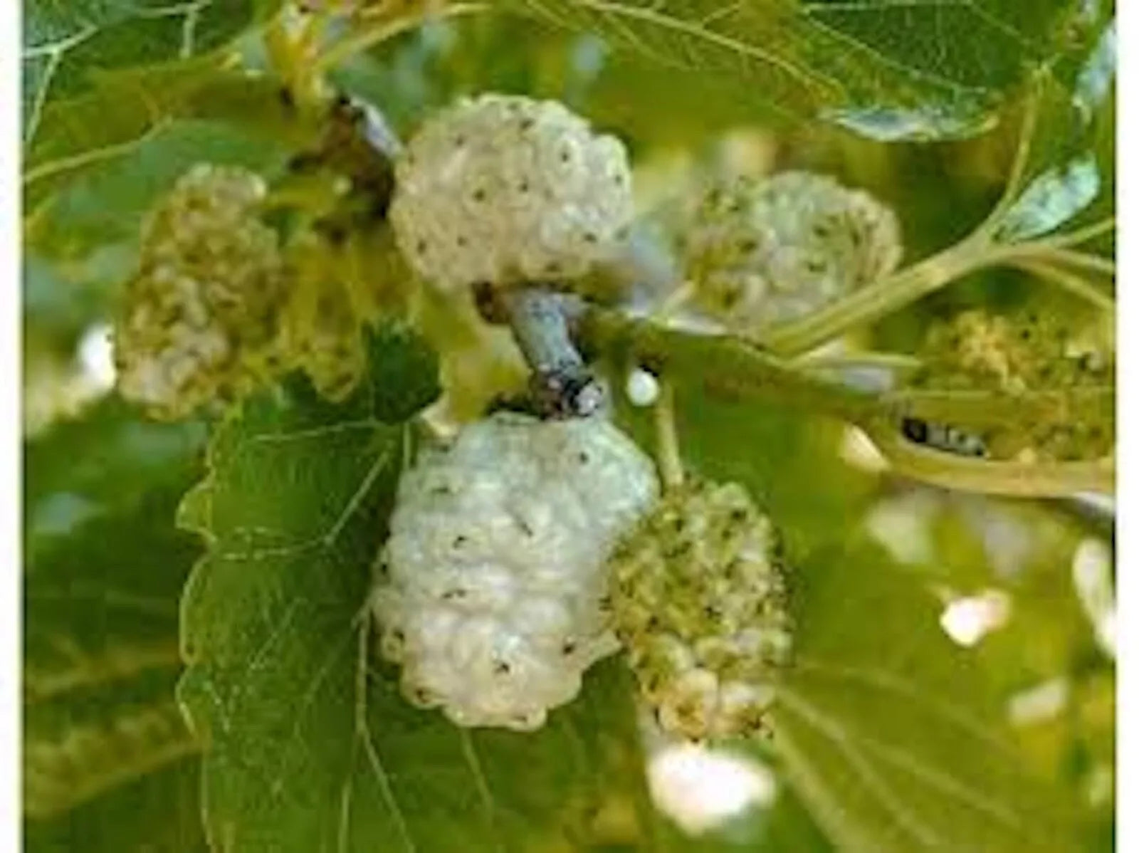 White Mulberry Tree 1-2ft Bare Root Morus alba Fast Growing, Hardy Zon ...