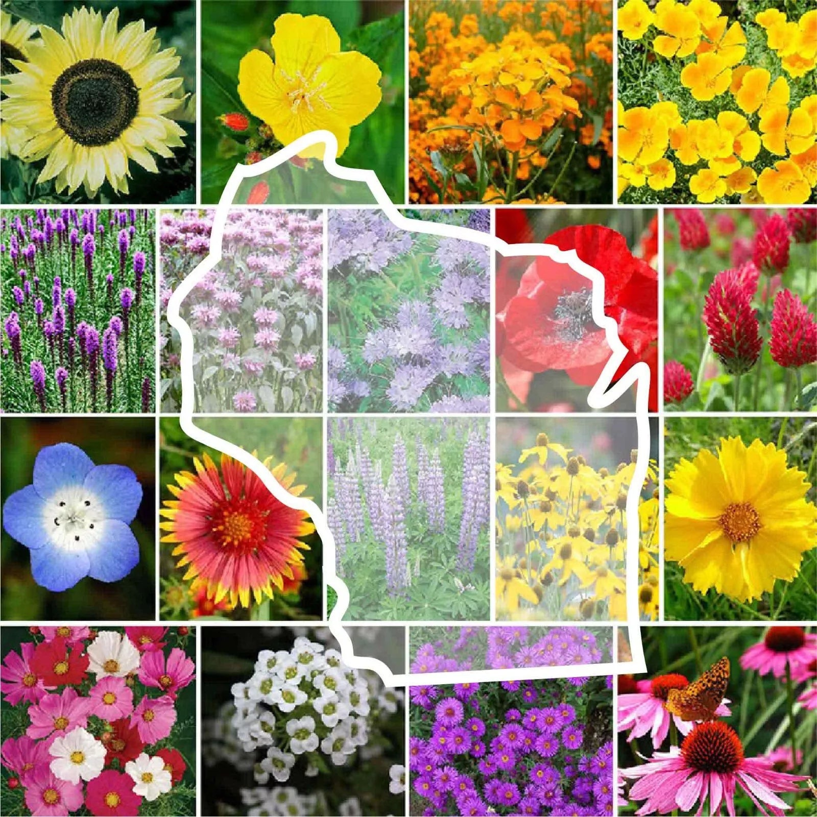 Wisconsin Wildflower Seed Mix | 1000 Non-GMO Perennial & Annual Seeds ...