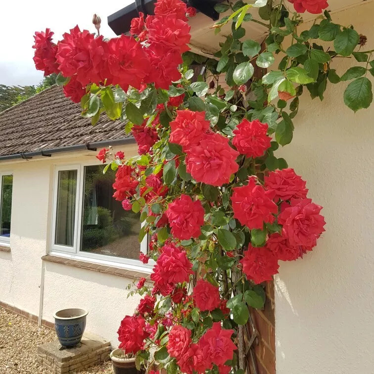 Prince's Trust Rose Cuttings - 4 Live Cuttings of English Legend Climb ...