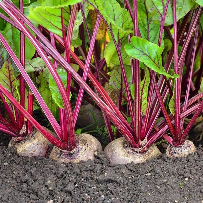 Detroit Dark Red Beet Seeds - Ruby Red Variety for 2025 Planting - Beta ...