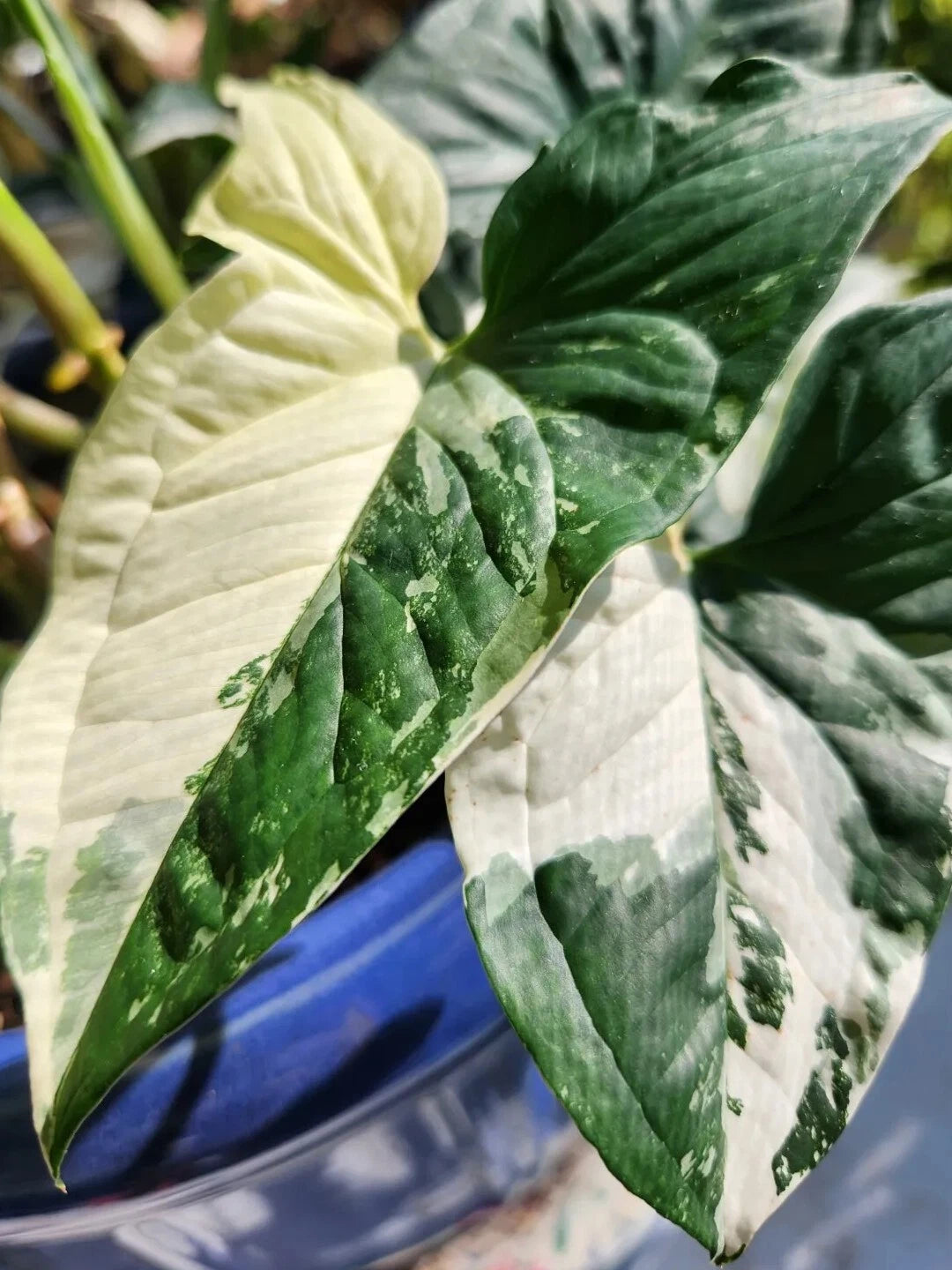 Syngonium Podophyllum Albo-Variegatum 'White Knight' Marble Variegated ...