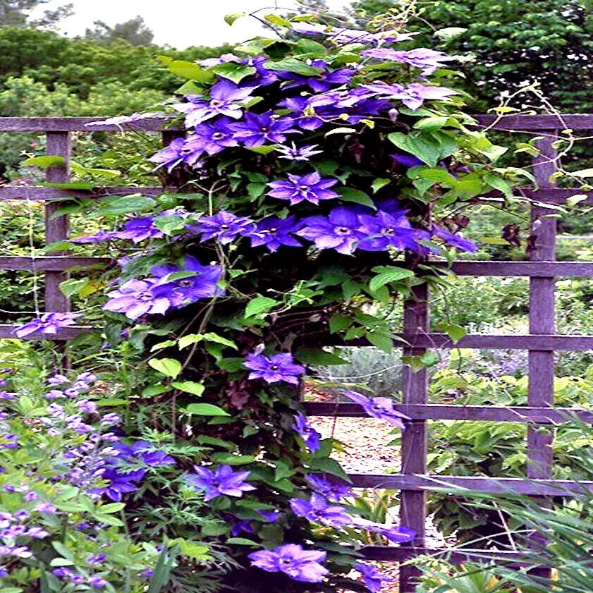 Blue Downy Clematis Seeds - 20 Hybrid Flower Seeds for Hardy Climber ...