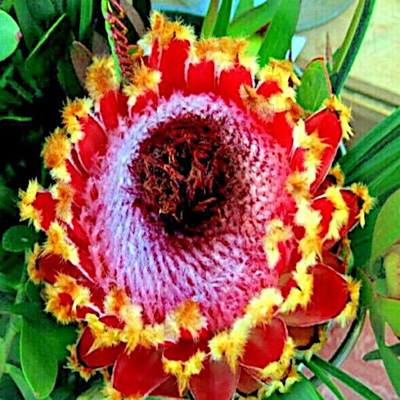 Queen Protea Seeds - Rare South African Woolly Beard Flower - Protea ...