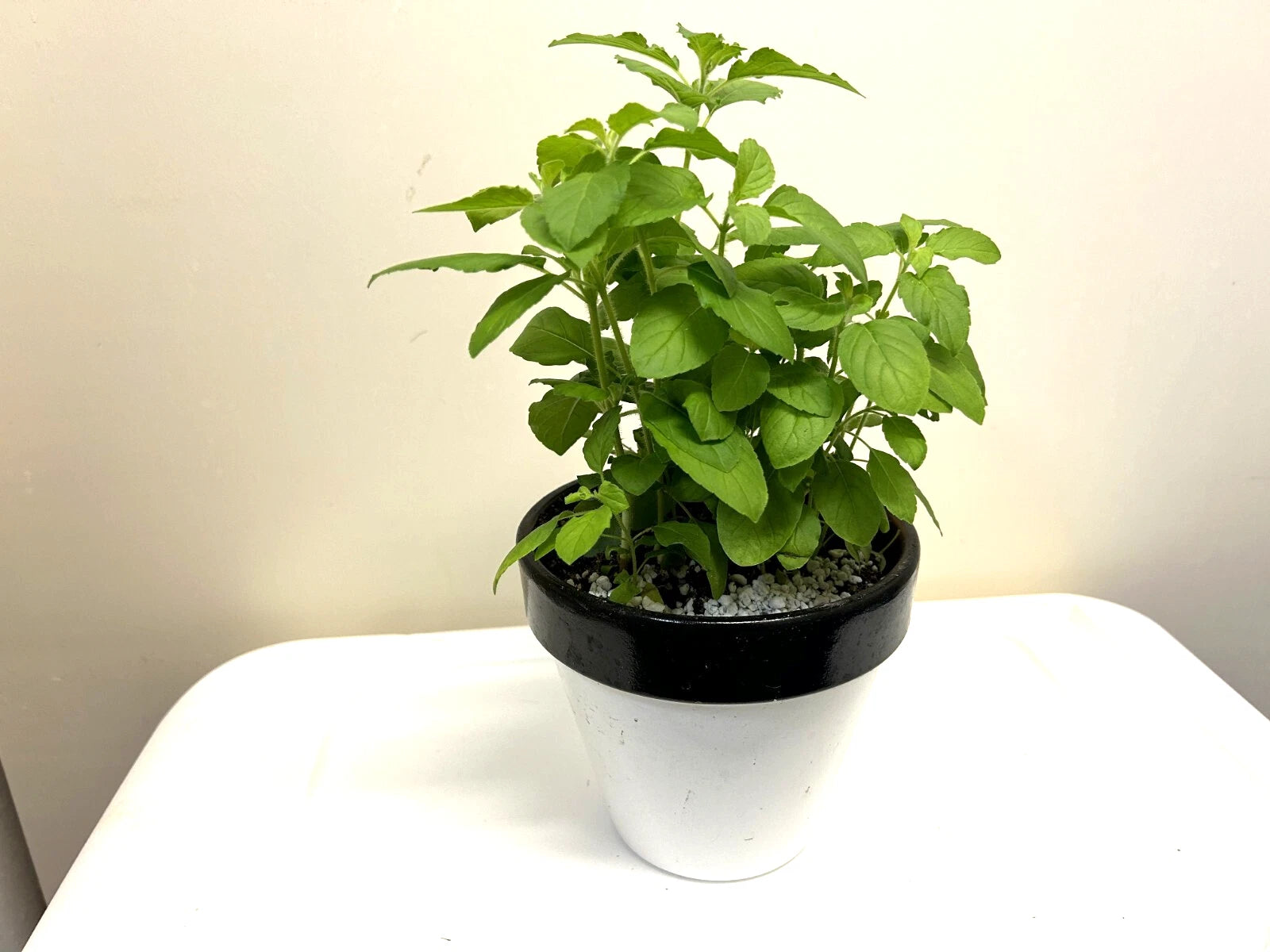 Holy Basil Plants - 5-8" Rooted Pots - Ocimum sanctum - Buy 4 Get 2 ...