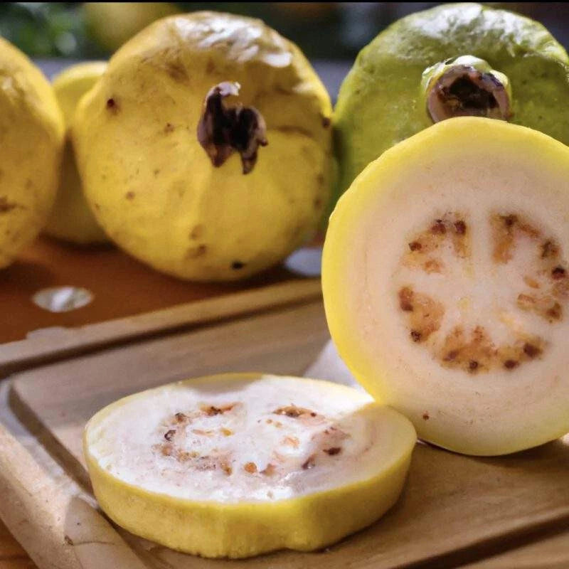 Mexican Cream Guava Seeds - 50+ Pack for Garden Planting - Psidium ...