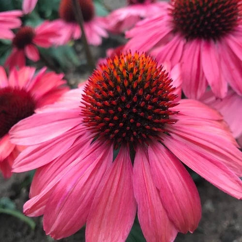 Coral Craze Coneflower Seeds - 50 Perennial Echinacea Flower Seeds ...