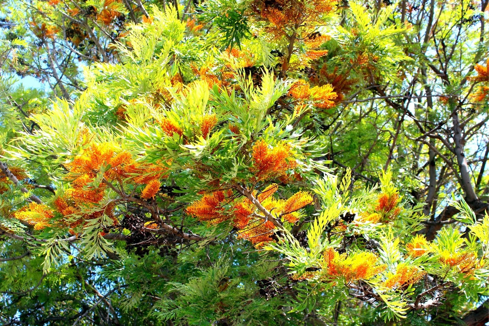 Silky Oak Tree Seeds - 30 Pack - Grevillea robusta - Ideal for Plantin ...