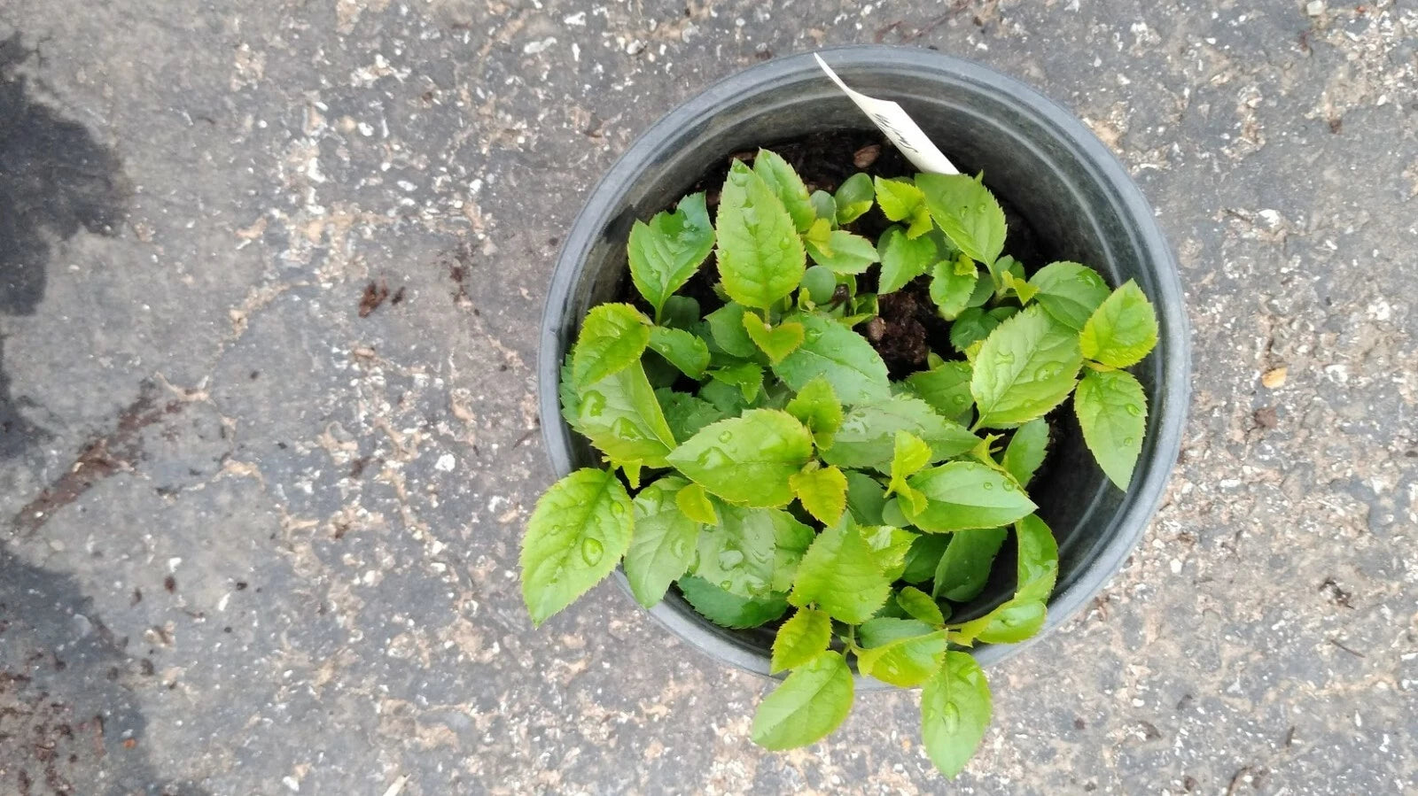 Live Apple Fruit Tree Rooted Plant - Honey Crisp, Fuji, Gala, Pink Lady ...