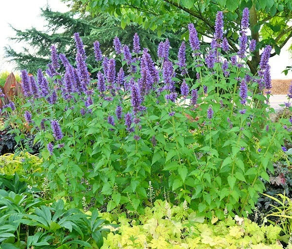 Purple Giant Hyssop Seeds - 101+ Count - Native Wildflower for Drought ...