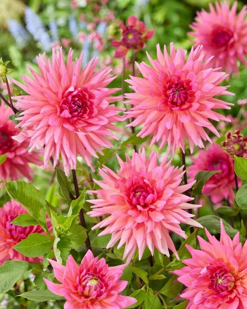 Dahlia Tubers - 3 Large "Pink Lizza" Planting Tubers - Dahlia pinnata ...