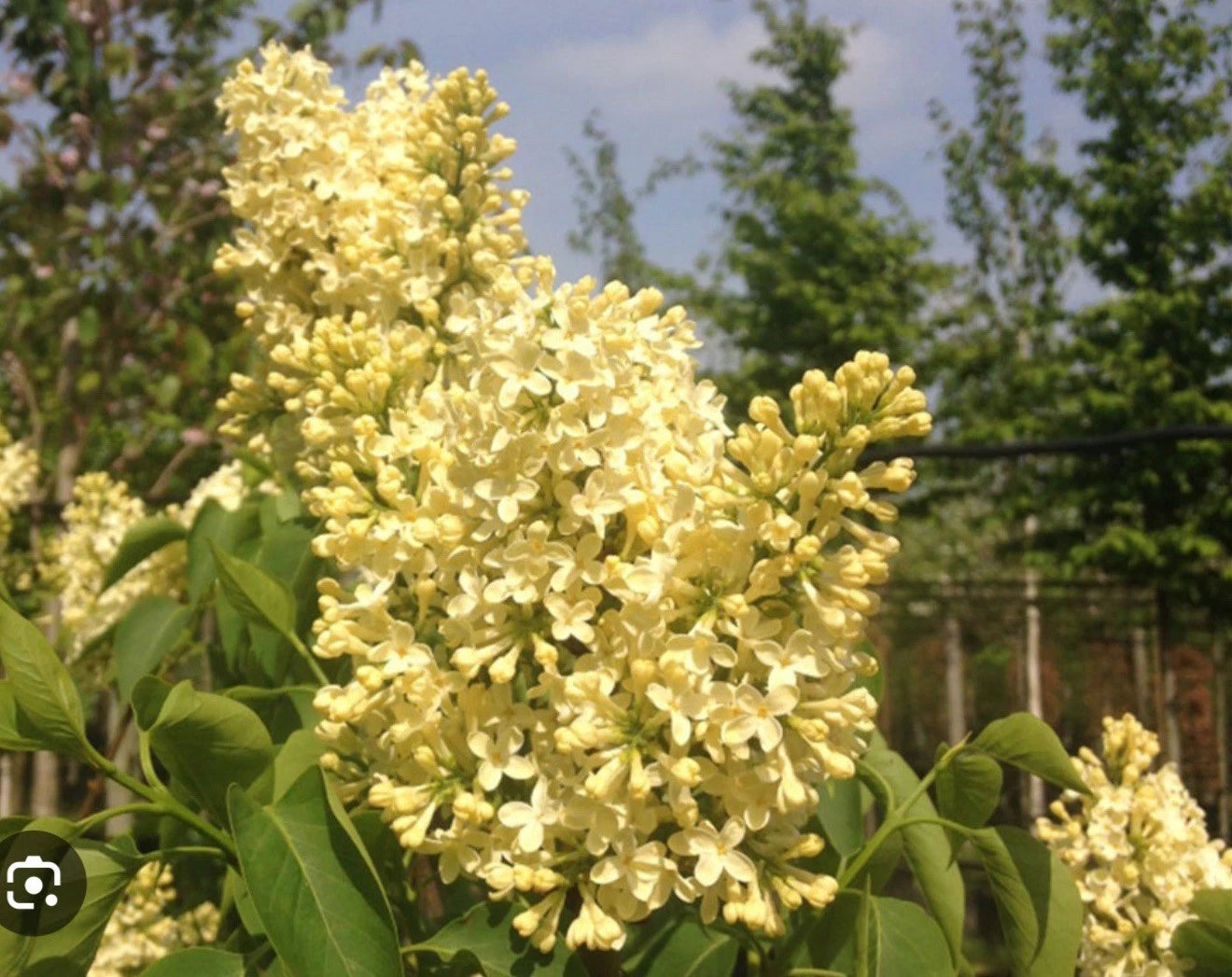 Primrose Lilac Starter Plant 4-8” Well Rooted Syringa Vulgaris ...