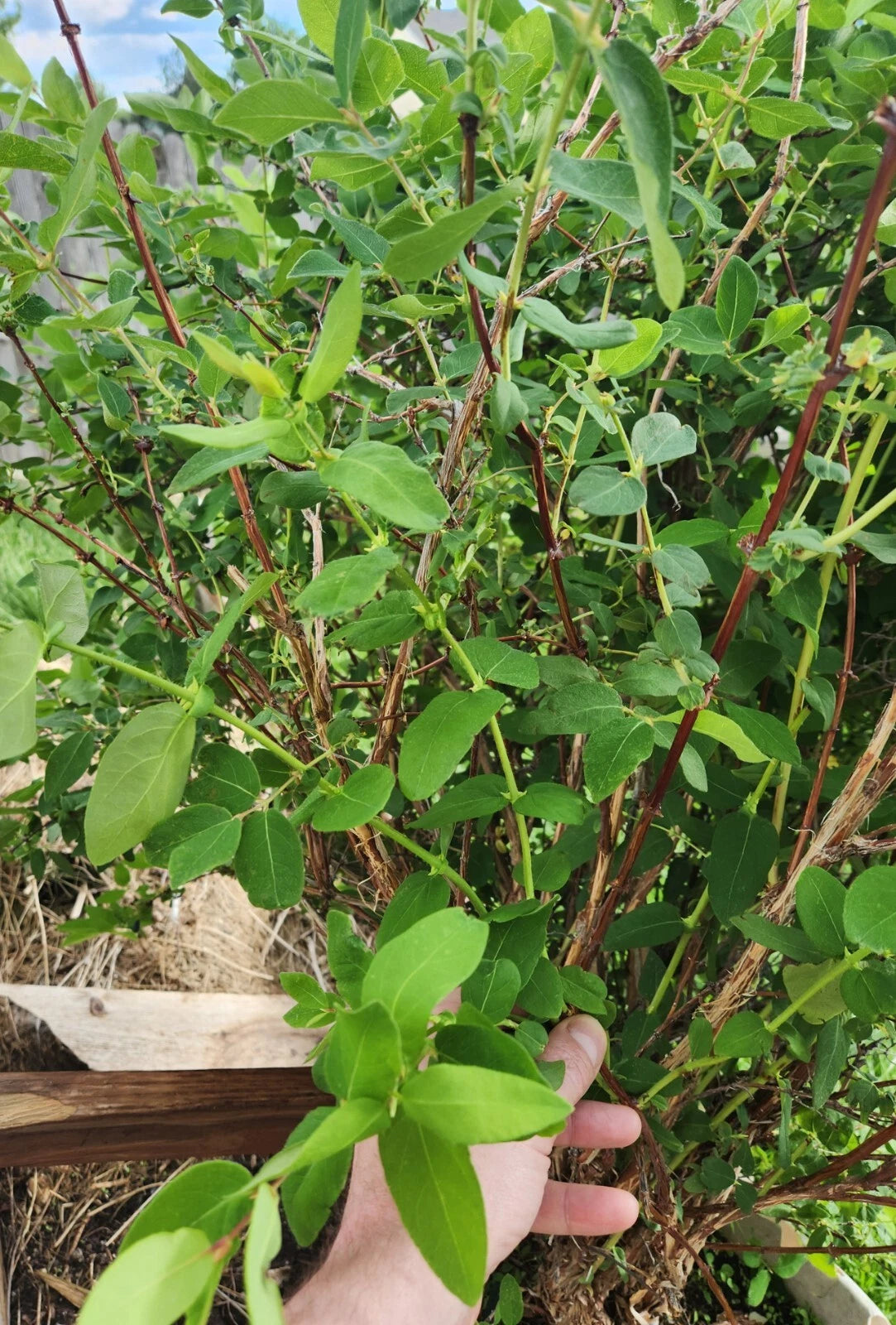 Honeyberry Cuttings 8 pcs 6"-8" Berry Blue Lonicera caerulea Leaves ...