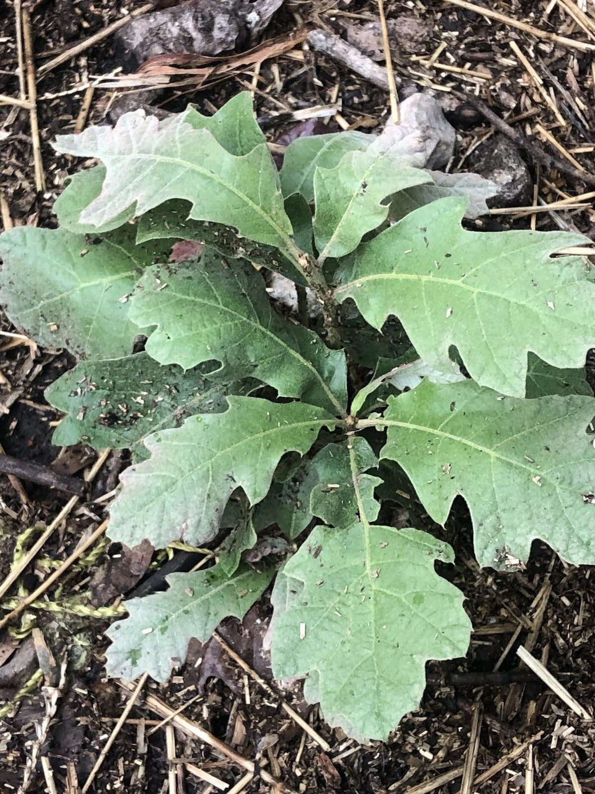 Live Oak Saplings - 4 Pack - Quercus virginiana - Healthy Native Trees ...