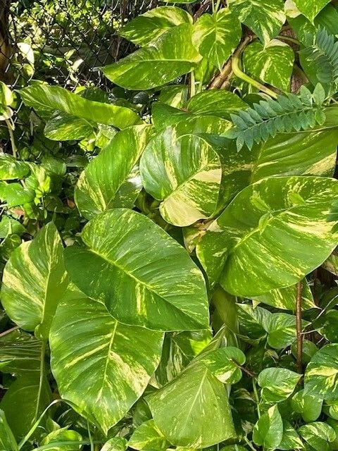 Variegated Giant Golden Queen Pothos Cuttings - Epipremnum Aureum - 6 ...