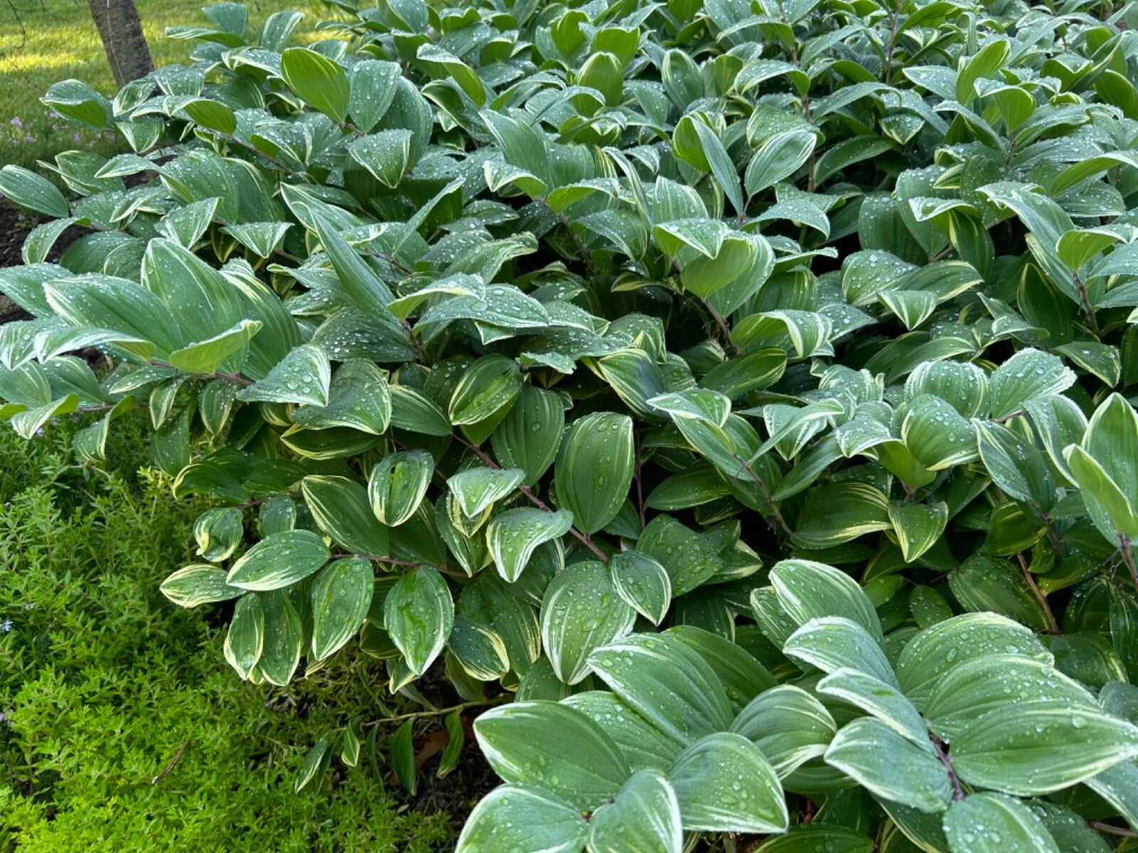 Solomon's Seal Live Plant - 16in+ Established Perennial - Polygonatum ...