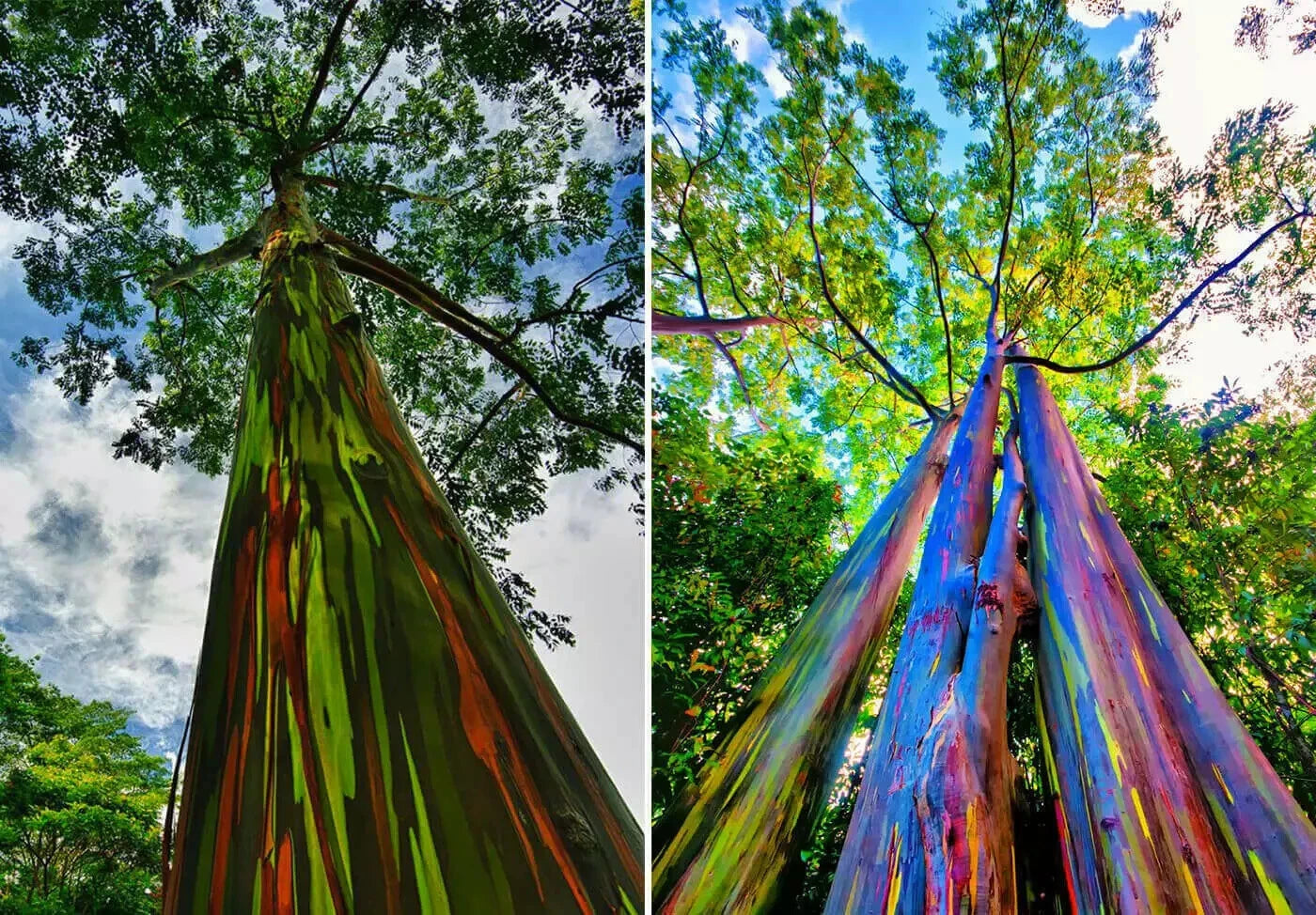 Rainbow Eucalyptus Starter Tree Seedling - Well Rooted Sapling Plant ...