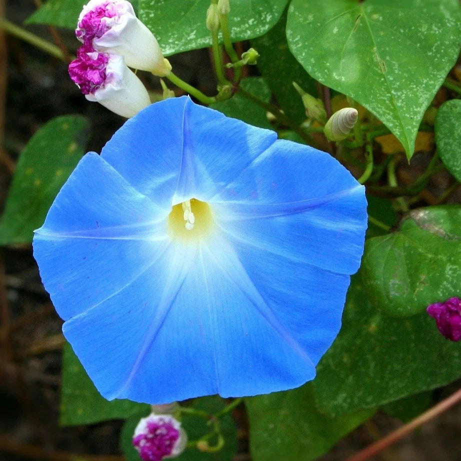 Heavenly Blue Morning Glory Seeds - 100+ Count - Ipomoea tricolor ...