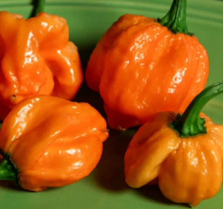 Orange Scotch Bonnet Pepper Seeds - 20+ Hot Caribbean Variety - Capsic ...