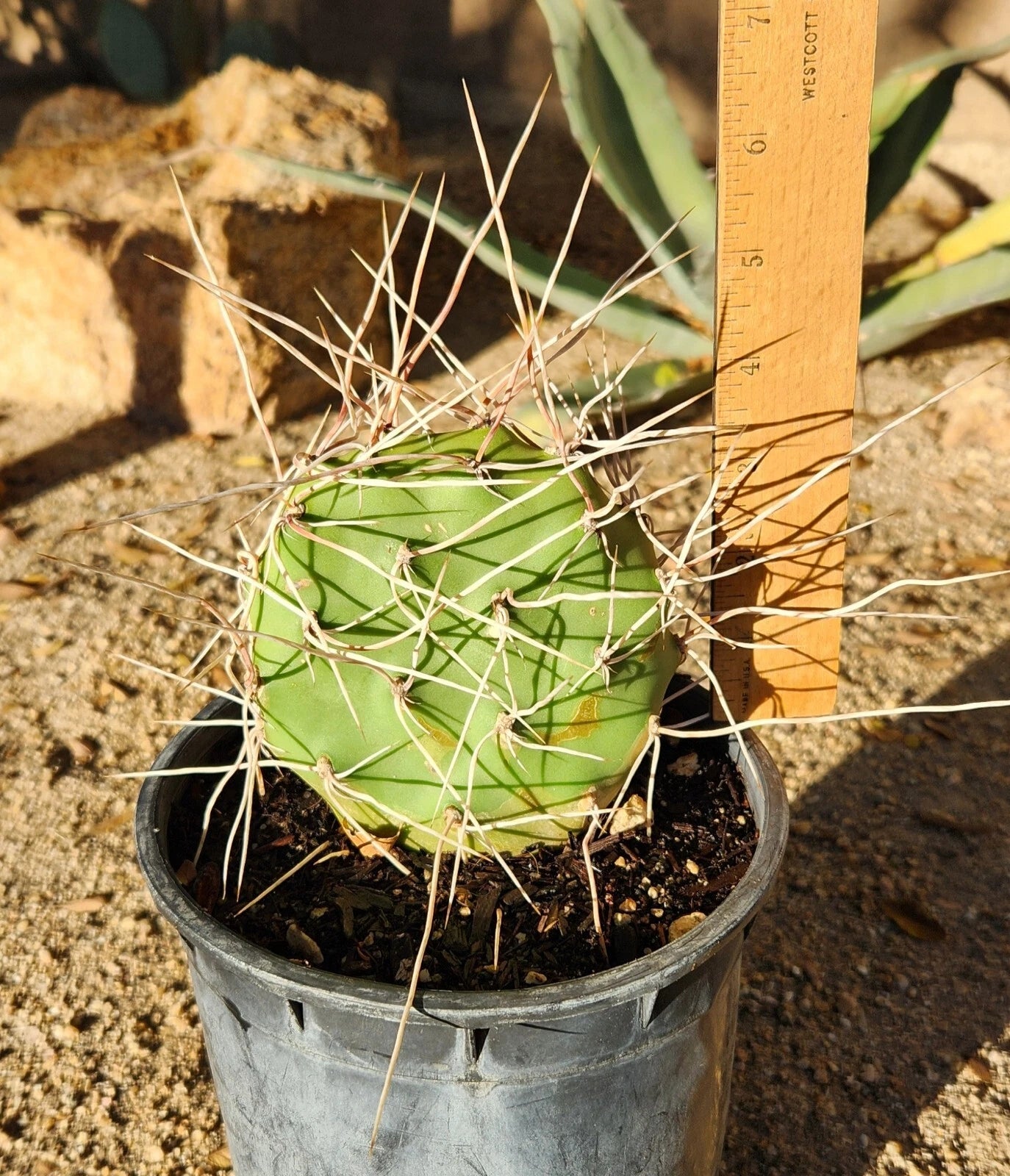 Opuntia Sulphurea Prickly Pear Cactus Pad Cutting - Live Rooted Segment ...