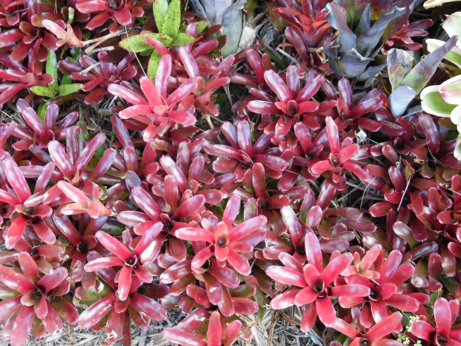 Small Neoregelia FIREBALL Bromeliad Tropical Plant - Bright Red ...