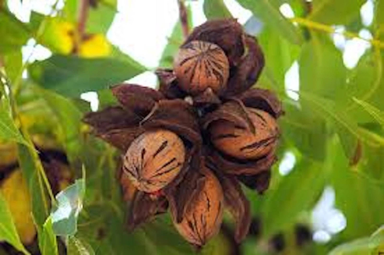 Pecan Tree Bare Root 12-24" Tall Carya illinoinensis Nut Tree for Home ...