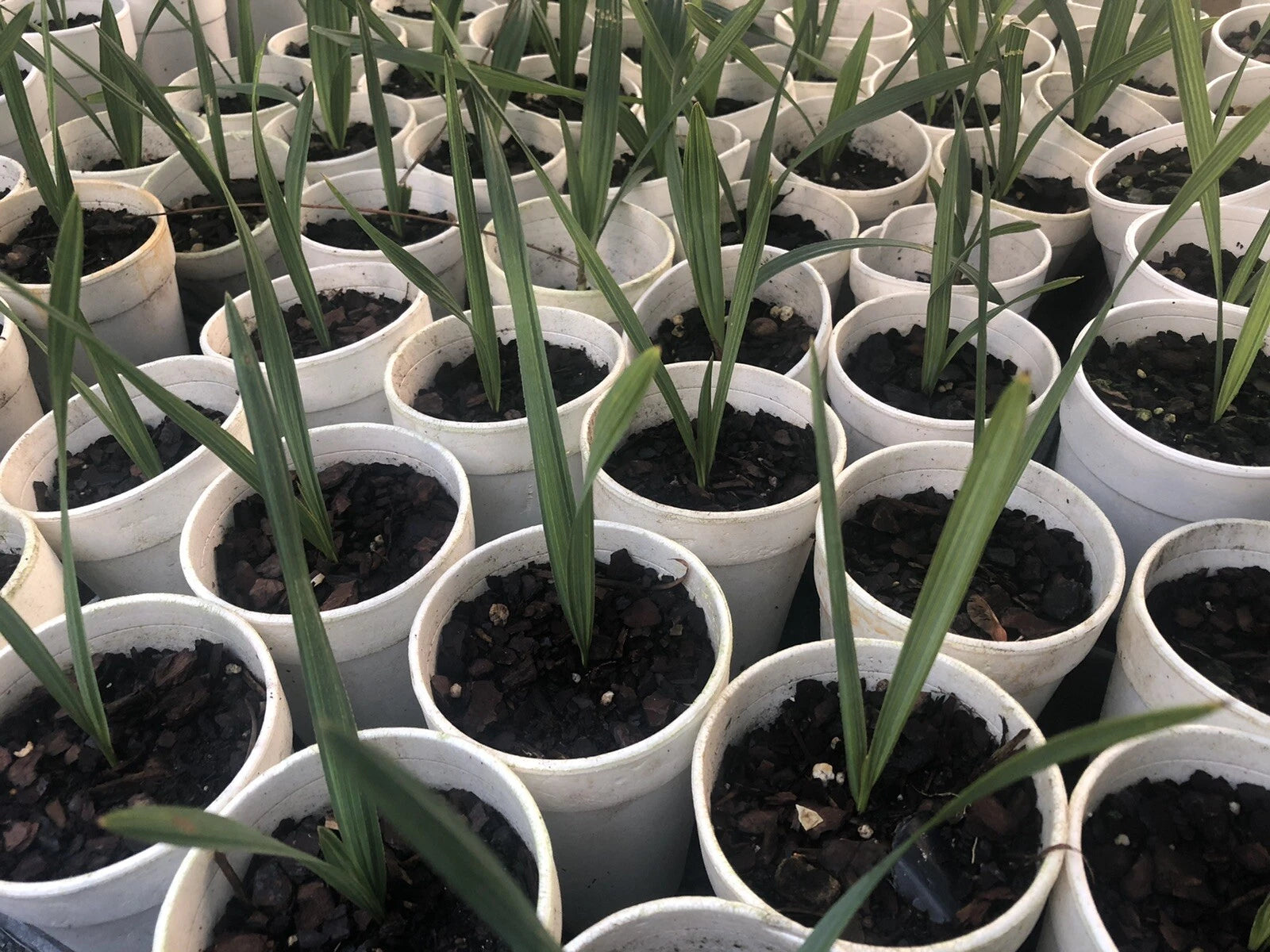 Sabal Minor Palms - 5" to 7" Dwarf Palmetto Plants - Hardy Indoor ...