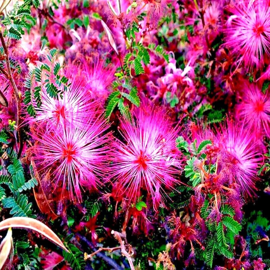 Pink Fairy Duster Tree Seeds - RARE Mesquite Mimosa Plant - Mesquitella ...