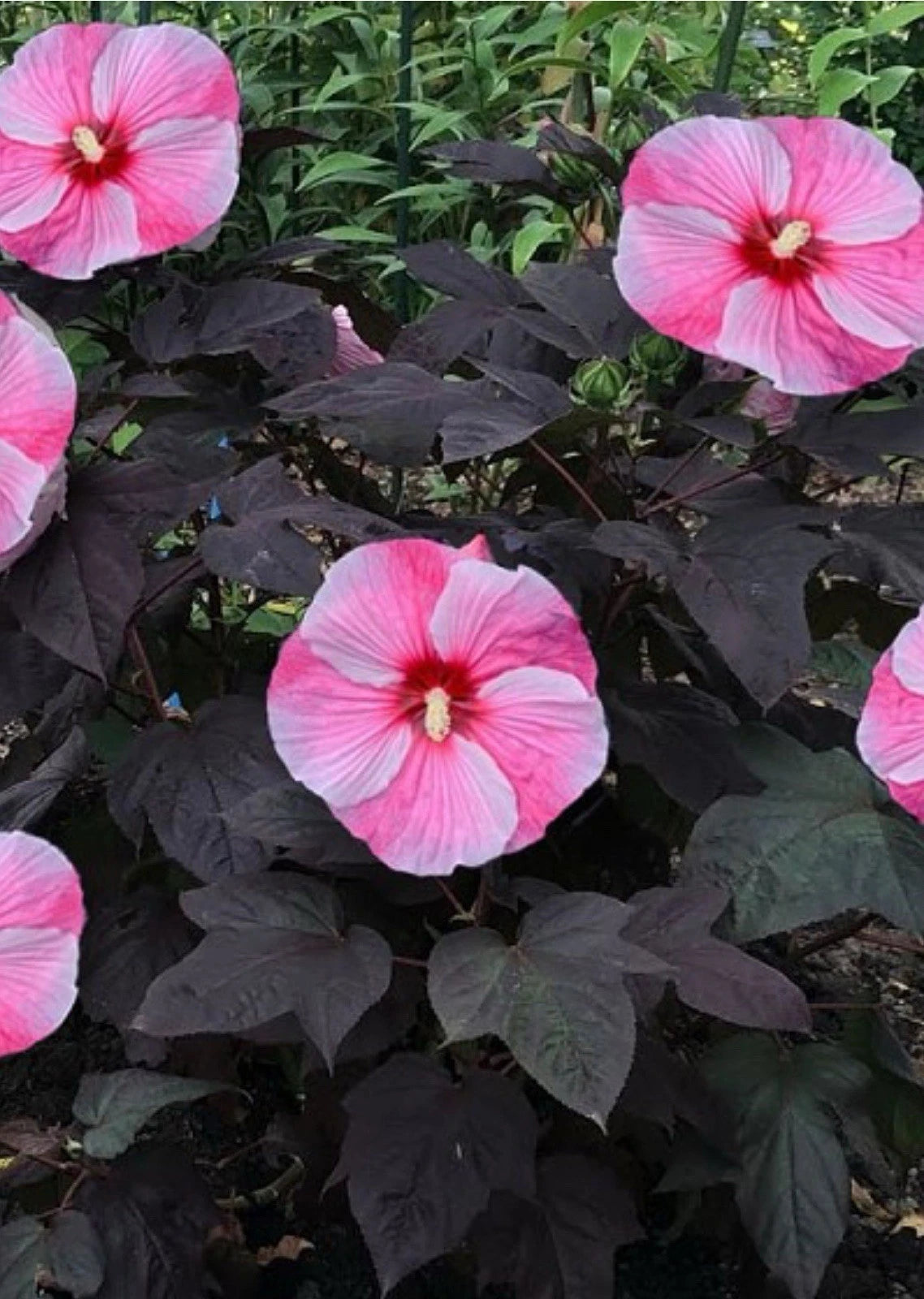 Starry Starry Night Hibiscus Plant - Small Rooted Starter - Huge Blooms ...
