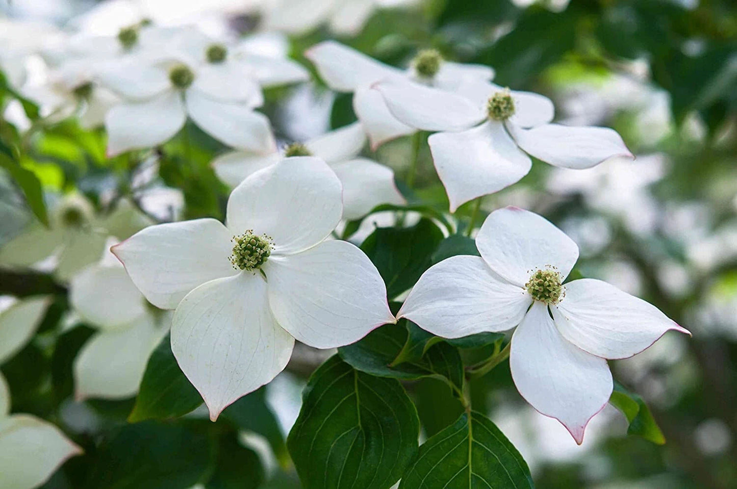 Flowering Kousa Dogwood Seeds for Planting - Cornus kousa - Hardy, Orn ...