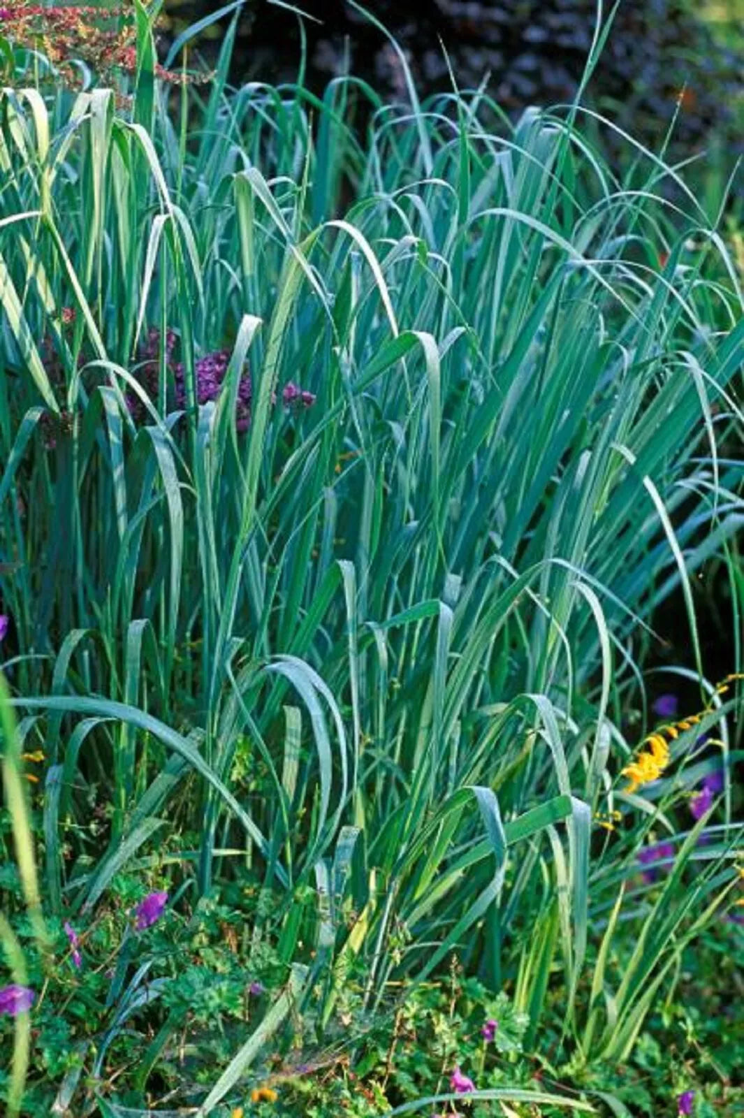 Dallas Blue Ornamental Grass - 3 Clumps - Live Sprouting Plants - Schi ...
