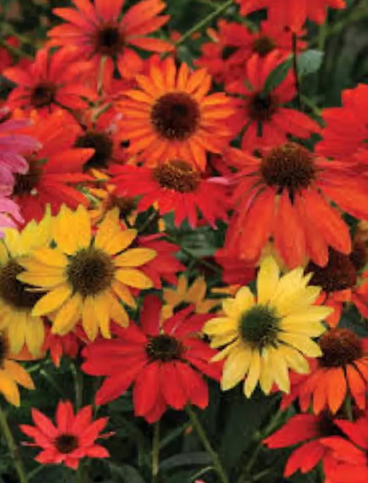 Echinacea Plugs, 4-Pack, Cheyenne Spirit Coneflower Mix, Echinacea x ...
